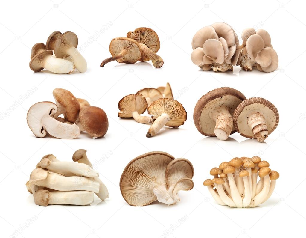Different type of mushrooms — Stock Photo © jianghongyan #72877353