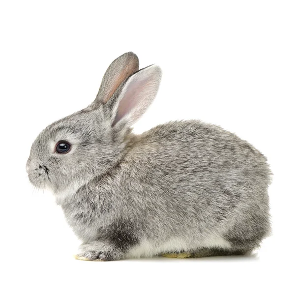 Gray rabbit — Stock Photo © Adrx #40083515