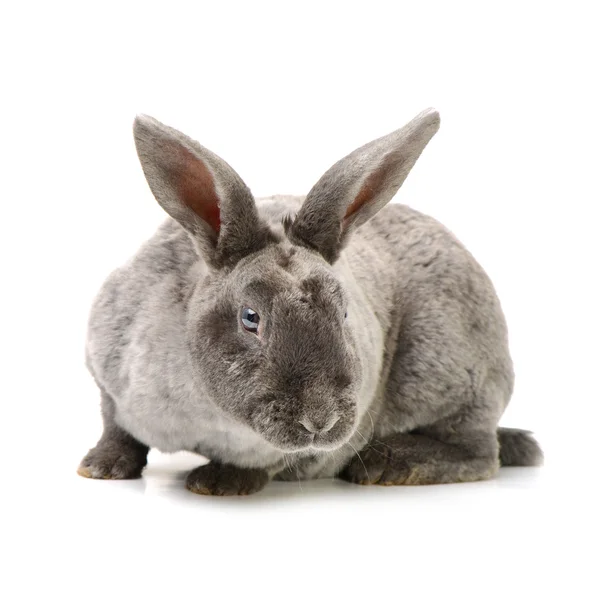 Grey rabbit on a white background Stock Photo by ©jianghongyan 28301569