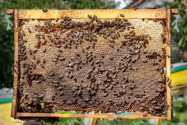Healthy honey bee frame covered with bees and capped honey cells ...