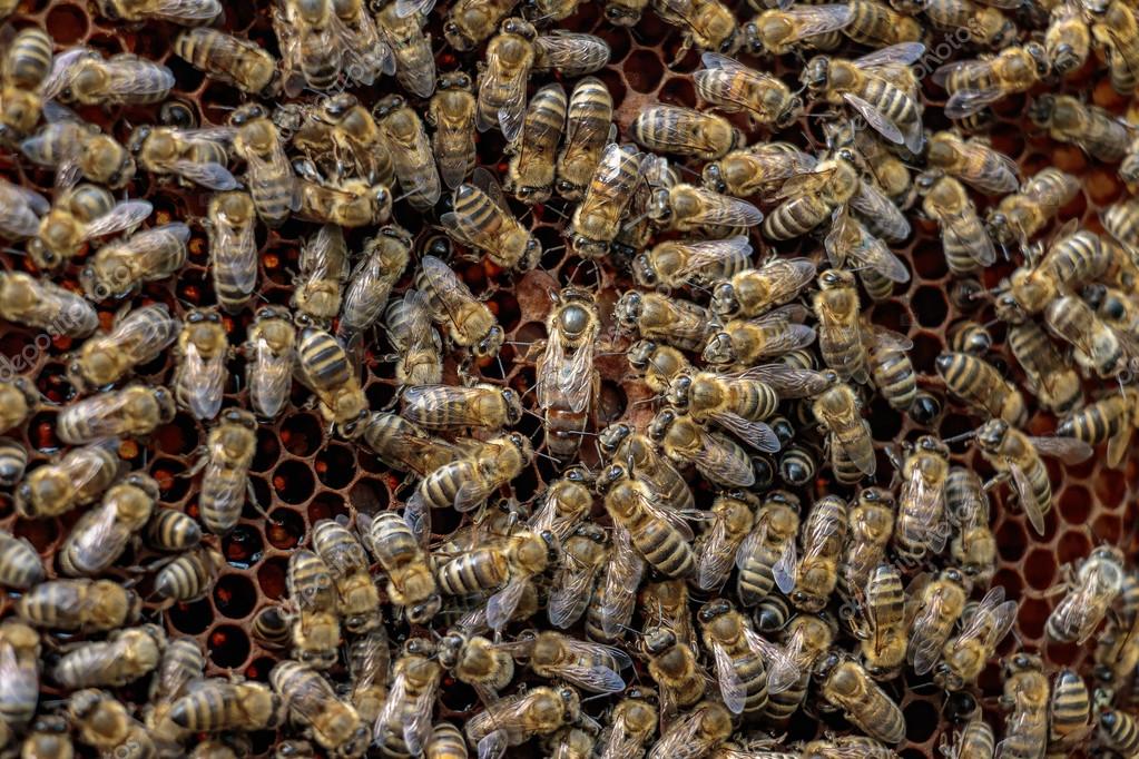 Healthy honey bee frame covered with bees surrounding the queen — Stock ... Healthy honey bee frame covered with bees surrounding the queen — Stock ...