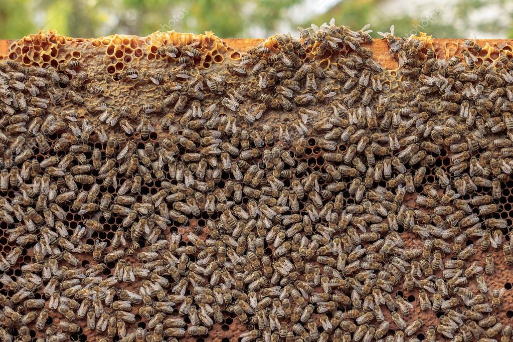 Healthy honey bee frame covered with bees, capped larvae cells a ...