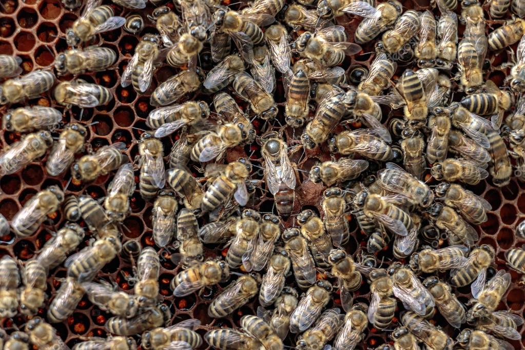 Healthy honey bee frame covered with bees surrounding the queen Stock ...