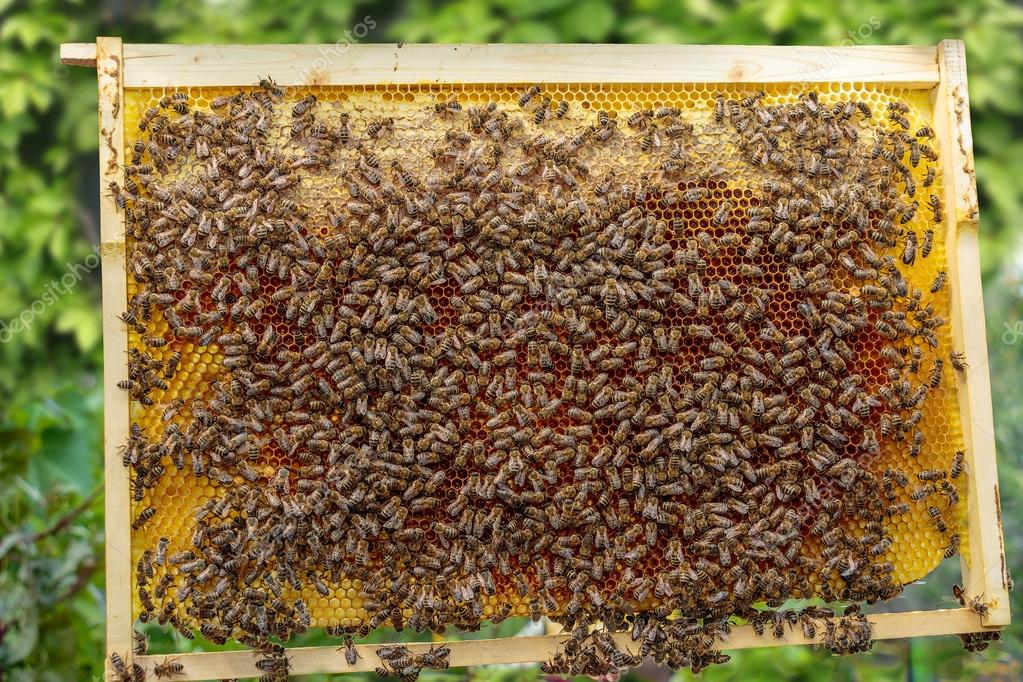 Healthy honey bee frame covered with bees and capped honey cells ... Healthy honey bee frame covered with bees and capped honey cells ...