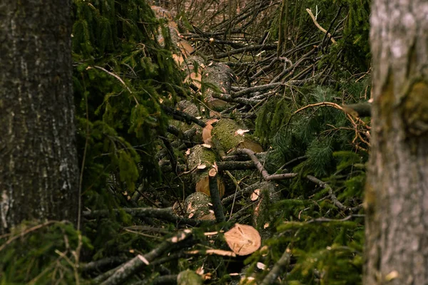 Broken tree limbs Stock Photos, Royalty Free Broken tree limbs Images ...