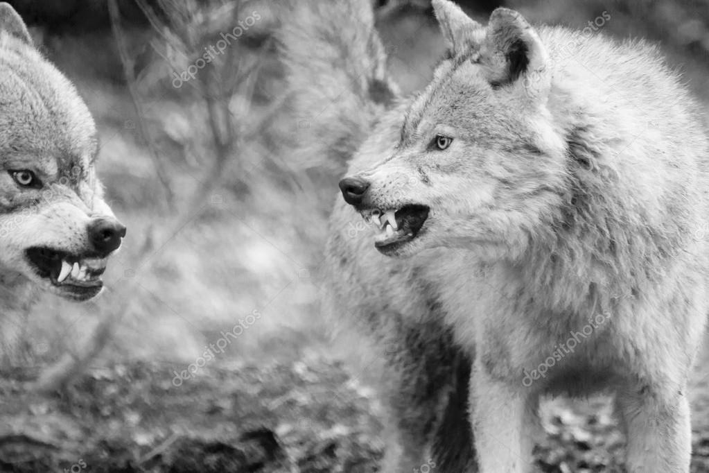 White Wolf Fighting