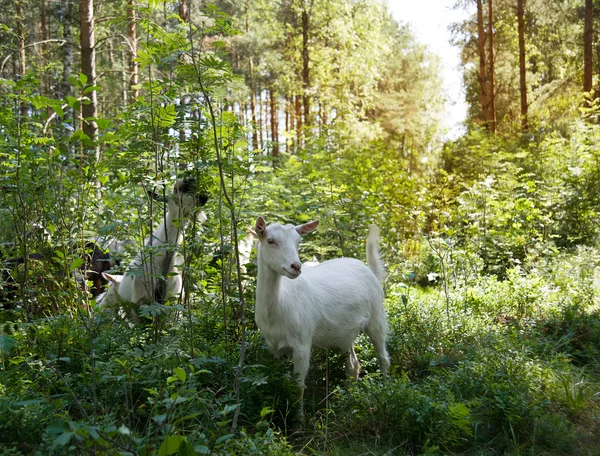 Cute Goats in the forest — Stock Photo © Observer #83760354