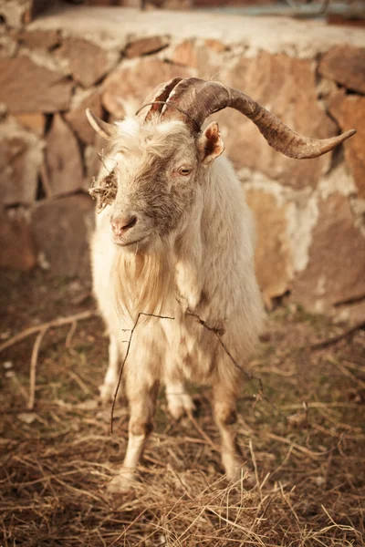 Chinese knot goat Stock Photos, Royalty Free Chinese knot goat Images ...