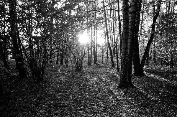 Maderas negras fotos de stock, imágenes de Maderas negras sin royalties ...