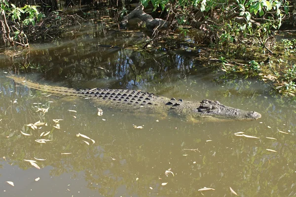 Caiman wetland Stock Photos, Royalty Free Caiman wetland Images ...