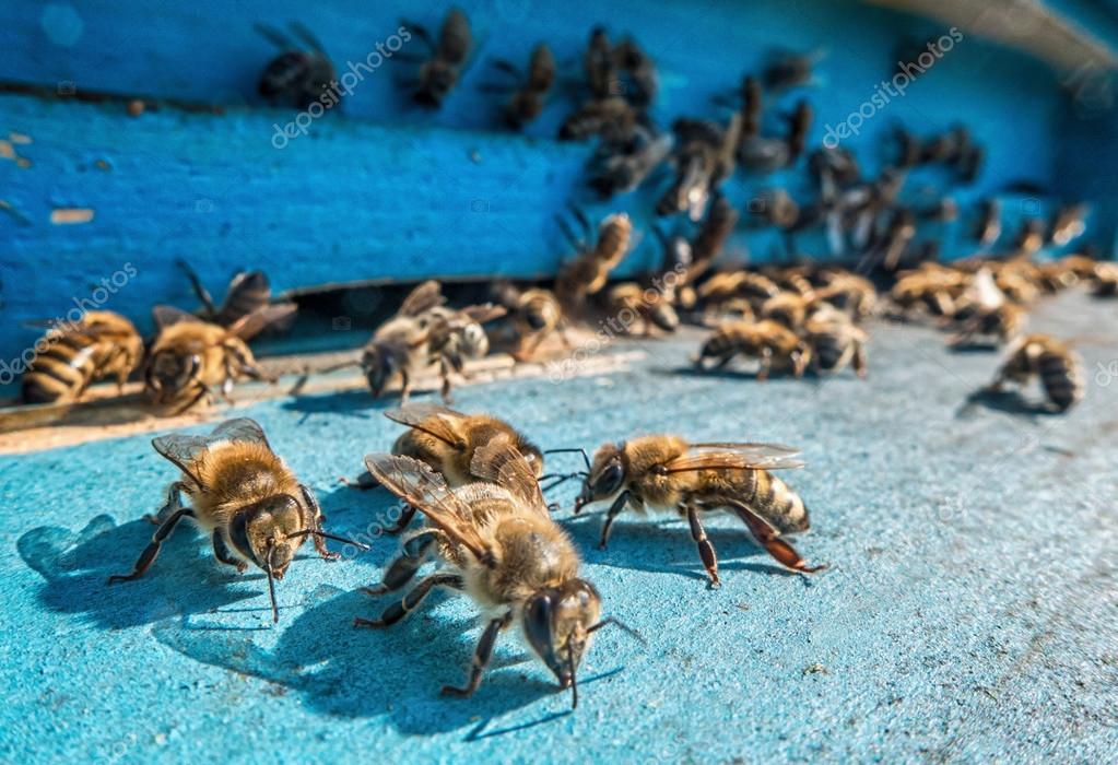 Colmena — Foto de stock #77076589 © jarino