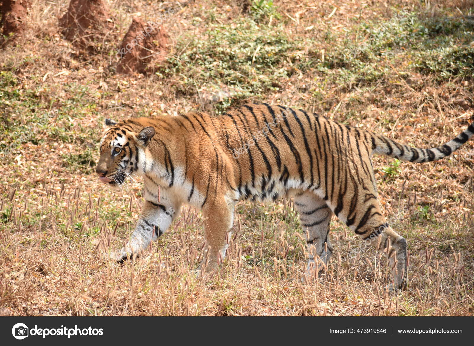 Bengal Tiger Wondering Zoo Mountain Downwards National Park — Stock Photo © kbmb6969@yahoo.com ...