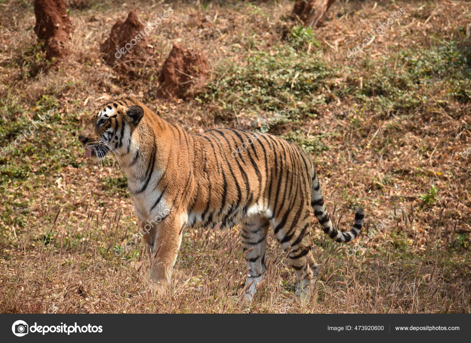 Bengal Tiger Wondering Zoo Mountain Downwards National Park — Stock Photo © kbmb6969@yahoo.com ...