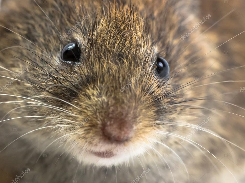 Mouse head close up — Stock Photo © CreativeNature #101065162