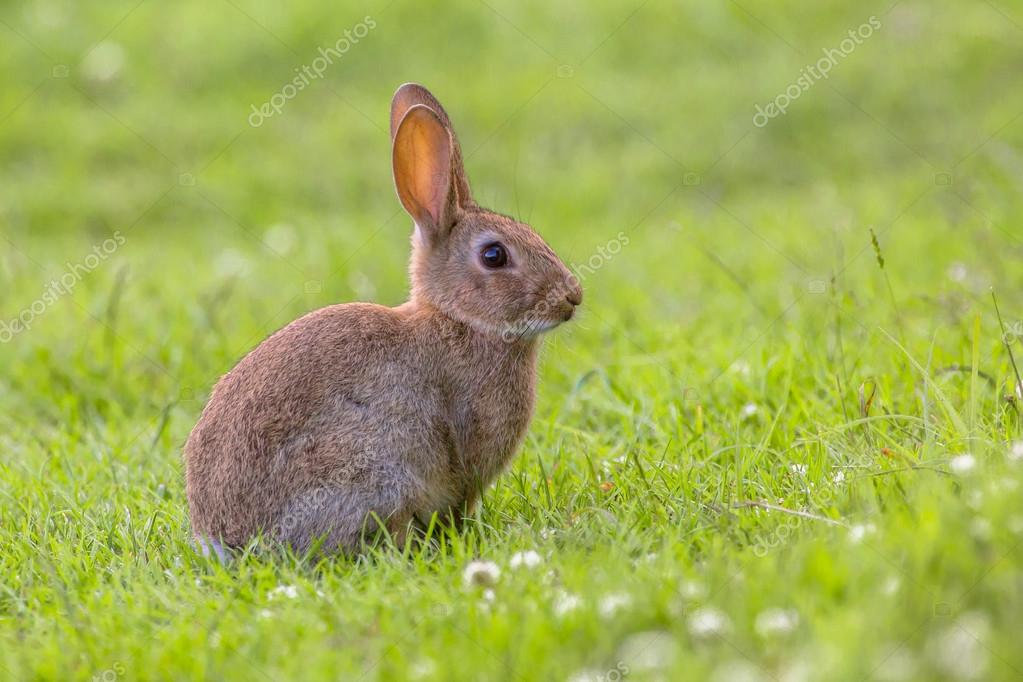 Rabbit Side View