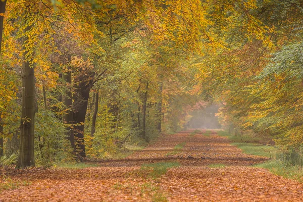 Autumn lane with warm colored yellow Beech trees - Stock Image - Everypixel