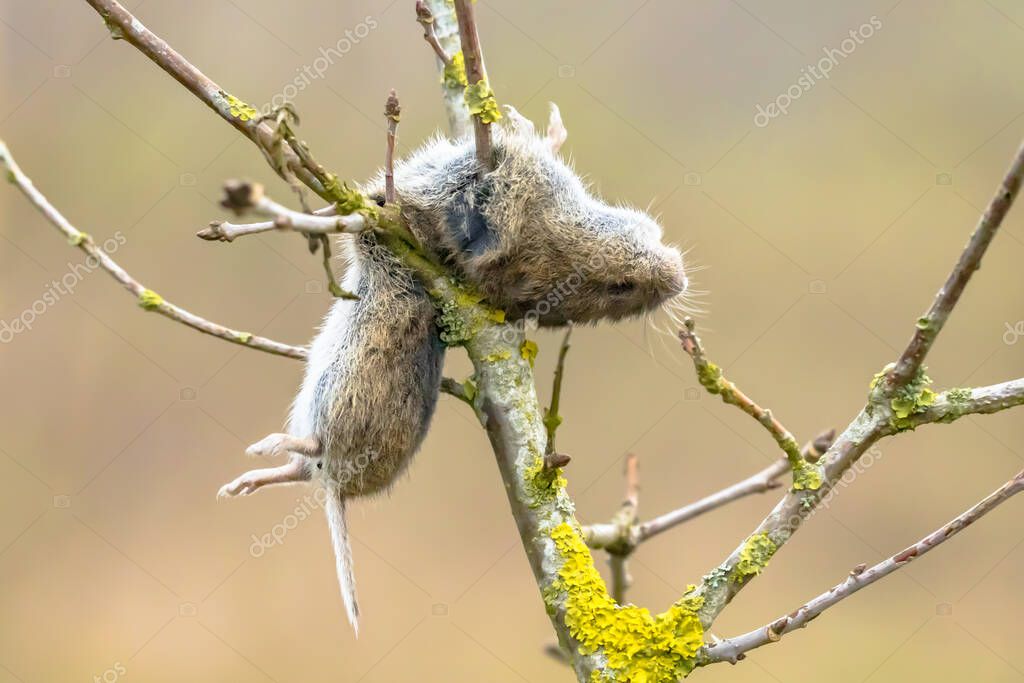 Ratón topo empalado en espina por el gran grito gris (Lanius excubitor ...