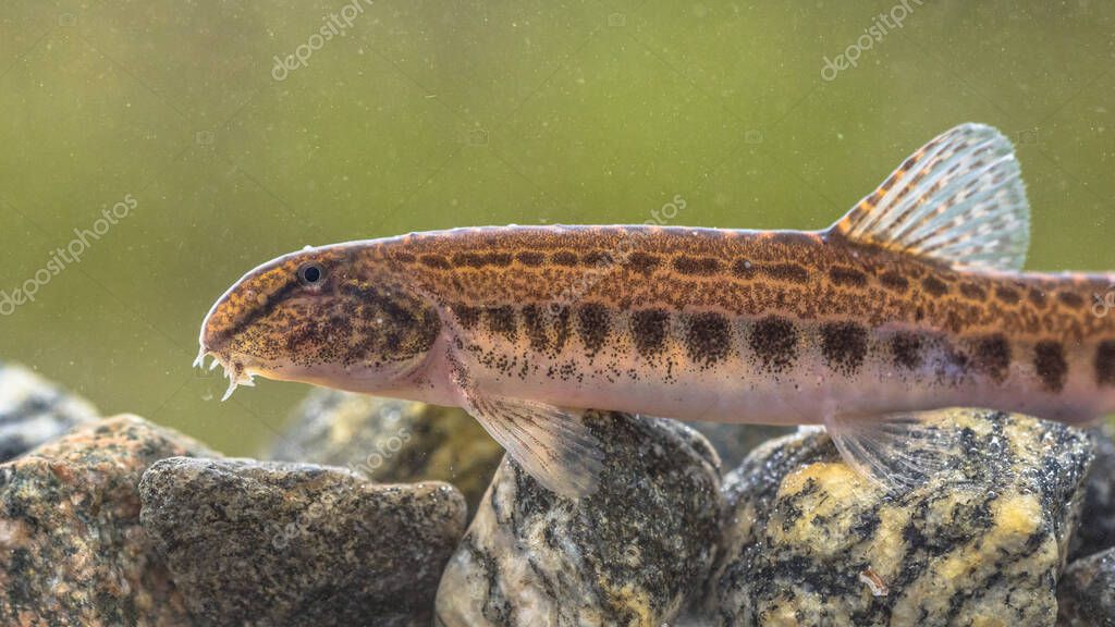 La locha espinada (Cobitis taenia) es un pez de agua dulce en Europa ...