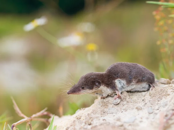 Shrew Stock Photos, Royalty Free Shrew Images | Depositphotos