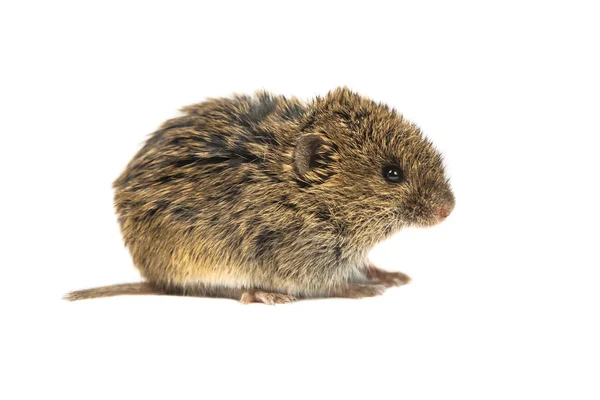 Vole Stock Photos, Royalty Free Vole Images | Depositphotos