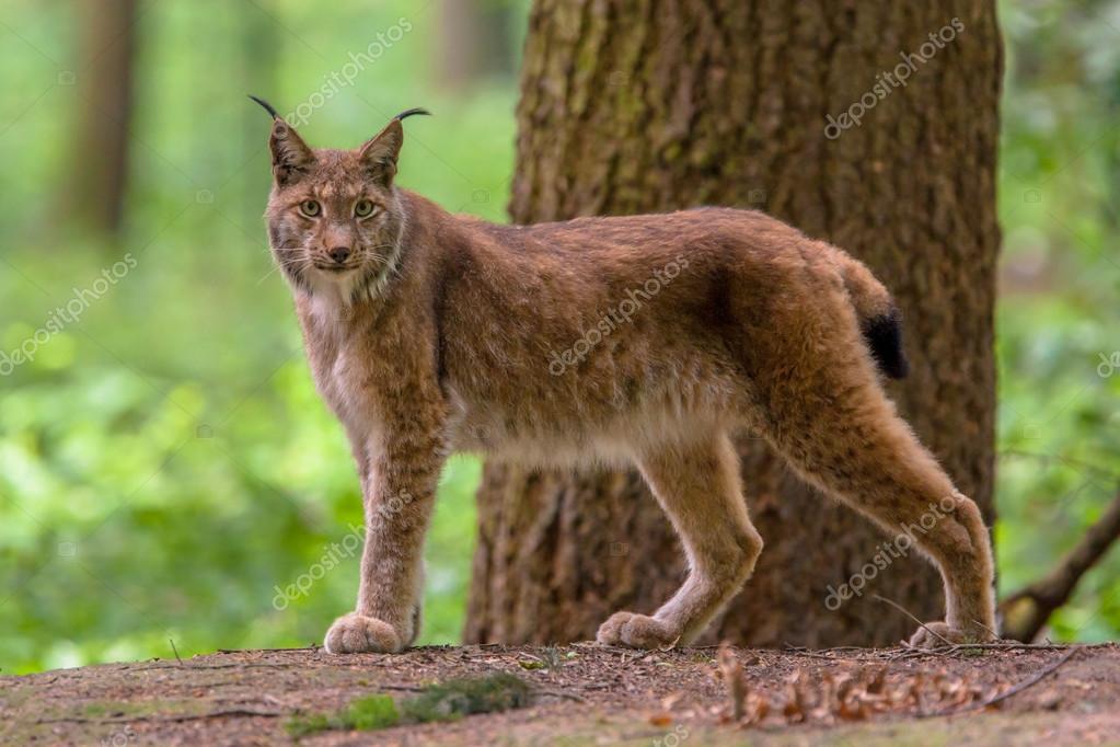 Looking Eurasian Lynx — Stock Photo © CreativeNature #71150885