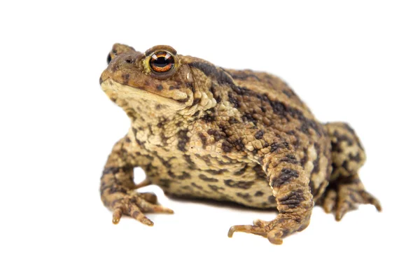 Common toad white background Stock Photo by ©CreativeNature 173418668