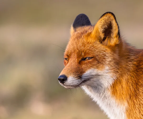 French fox Stock Photos, Royalty Free French fox Images | Depositphotos