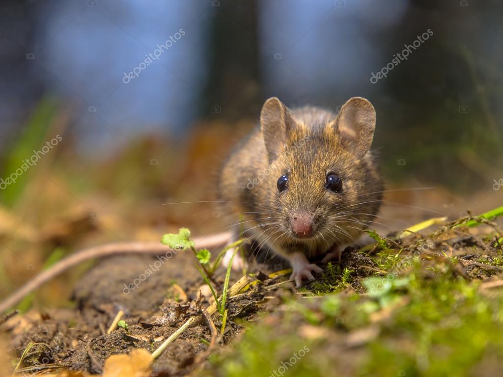 Wood Mouse