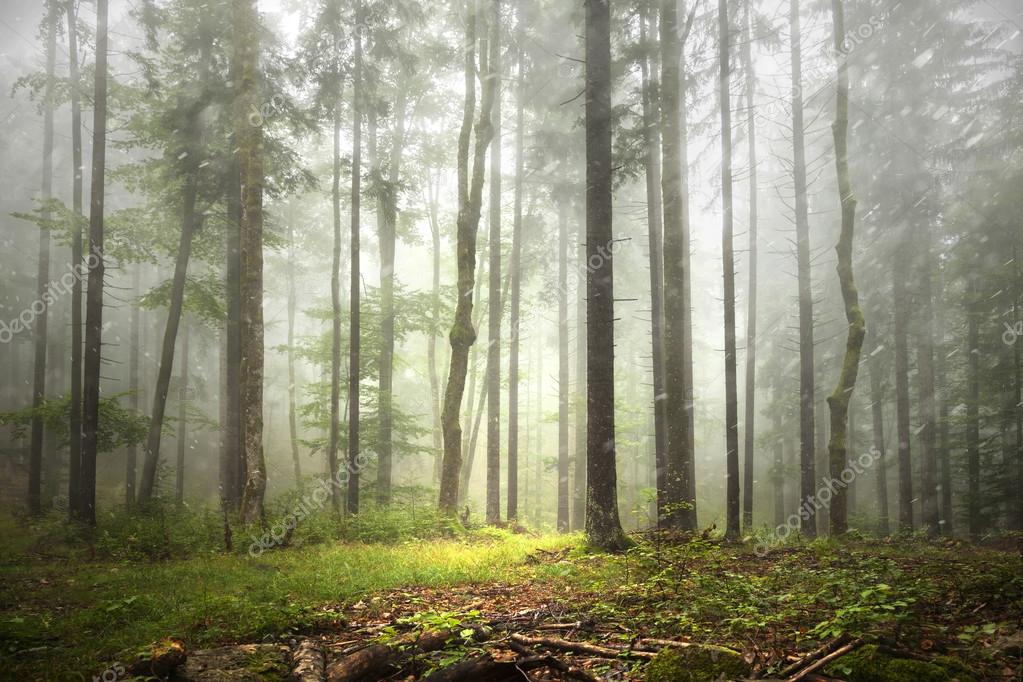 Foggy forest landscape with rainfall Stock Photo by ©robsonphoto 123565078