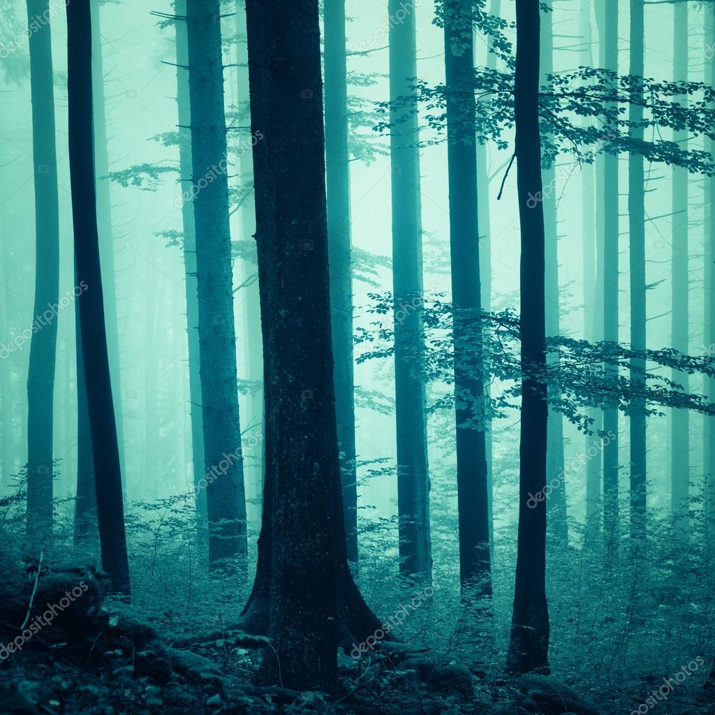 Blue color saturated foggy forest Stock Photo by ©robsonphoto 72212723