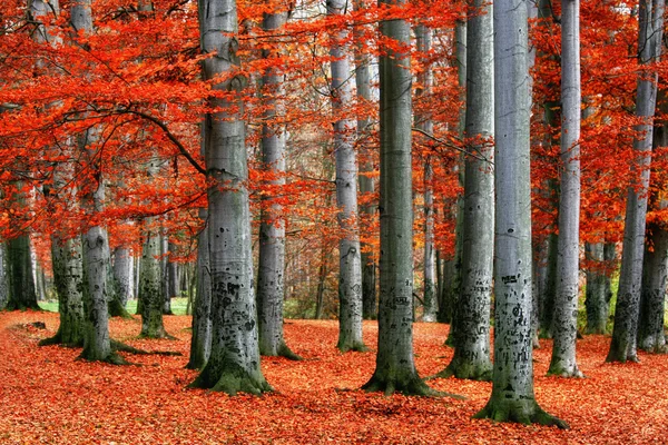 Red beech tree Stock Photos, Royalty Free Red beech tree Images ...