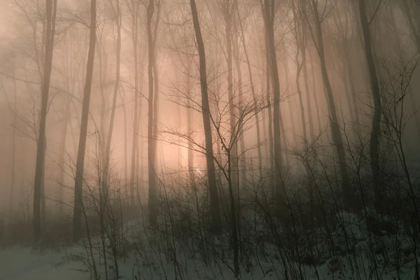 Mystical Dark Blue Foggy Forest Snowflakes Stock Photo by ©robsonphoto ...