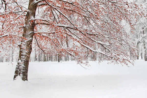 Haya Stock Photos, Royalty Free Haya Images | Depositphotos®