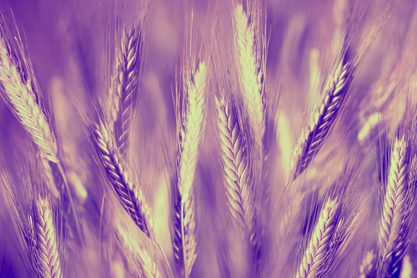 Trigo roxo Stock Photos, Royalty Free Trigo roxo Images | Depositphotos