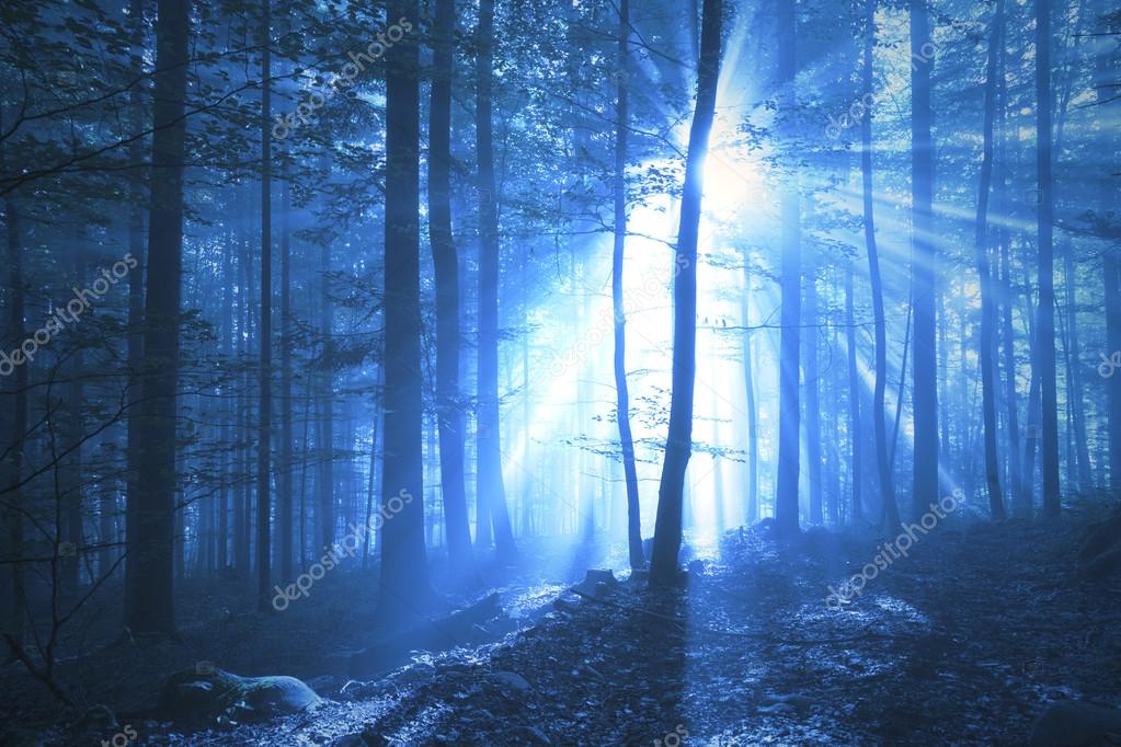 Fantasy blue colored foggy forest with sunbeams Stock Photo by ...