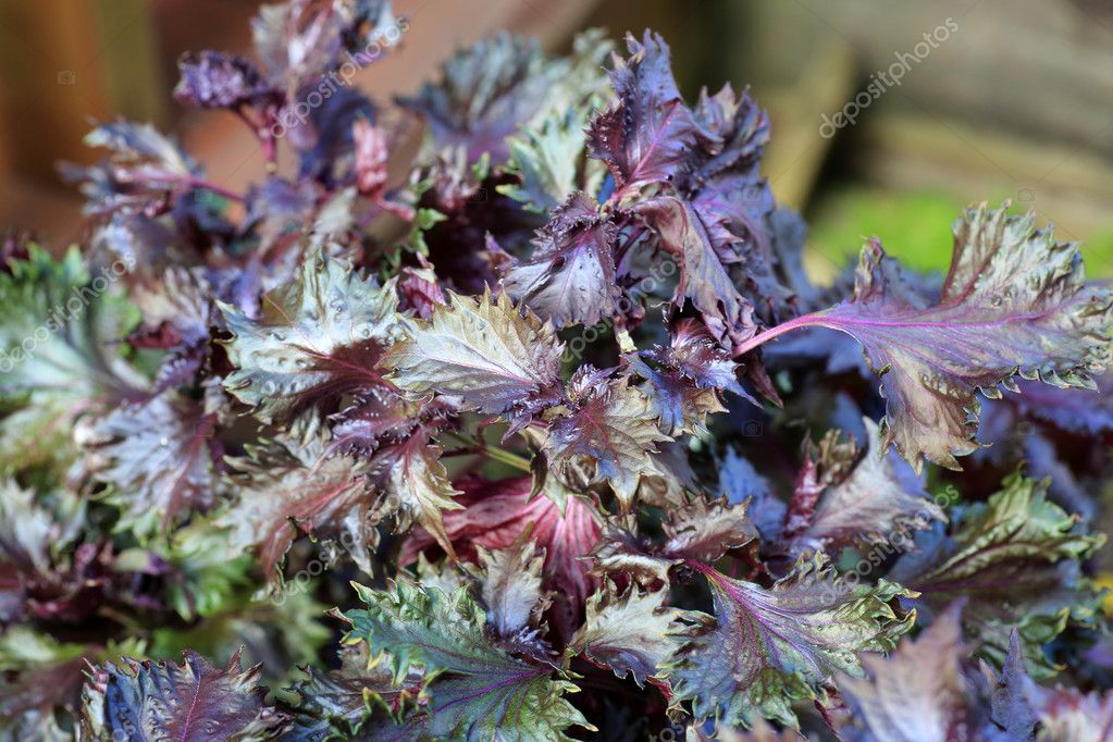 Red Shiso (Perilla frutescens) in Japan — Stock Photo © feather0510 ...