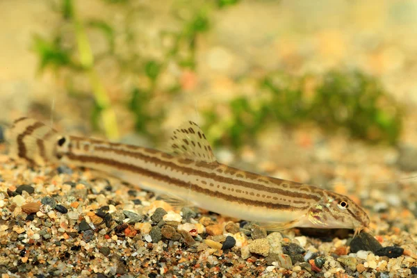 Spined loach resting — Stock Photo © gezafarkas #102313040