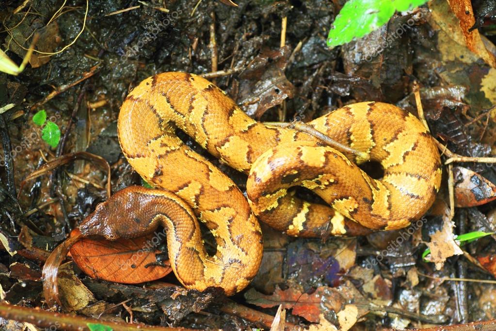 Nueva Guinea Ground Boa (Candoia aspera) en la isla de Manus, Papúa ...