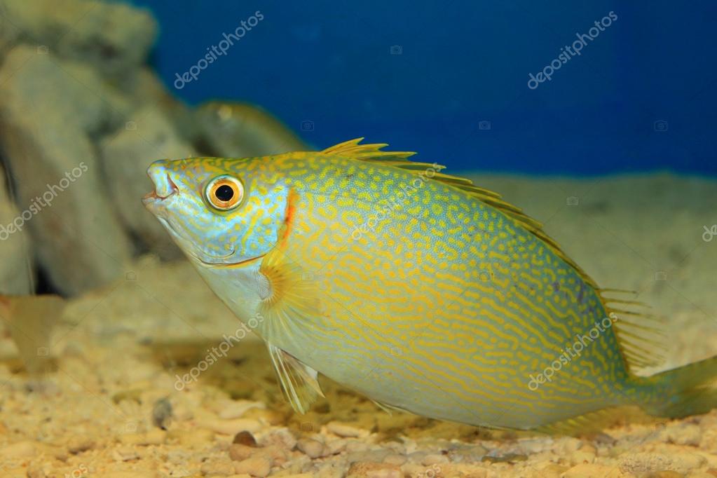 Species of rabbitfish (Siganus woodlandi) in Japan — Stock Photo ...