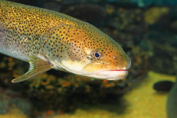 Huchen Stock Photos, Royalty Free Huchen Images | Depositphotos