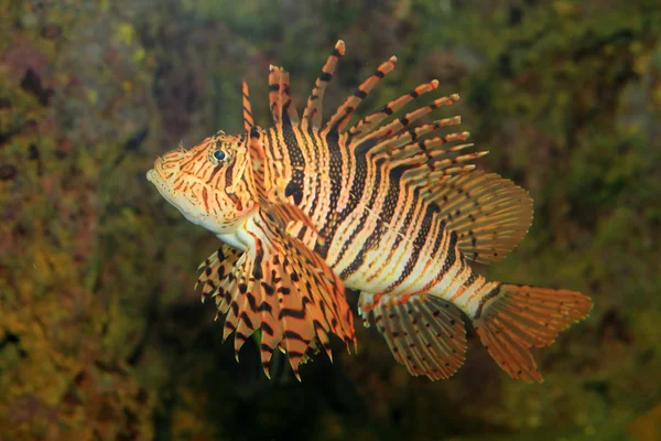 ᐈ Moon fish stock pictures, Royalty Free luna fish images | download on ...