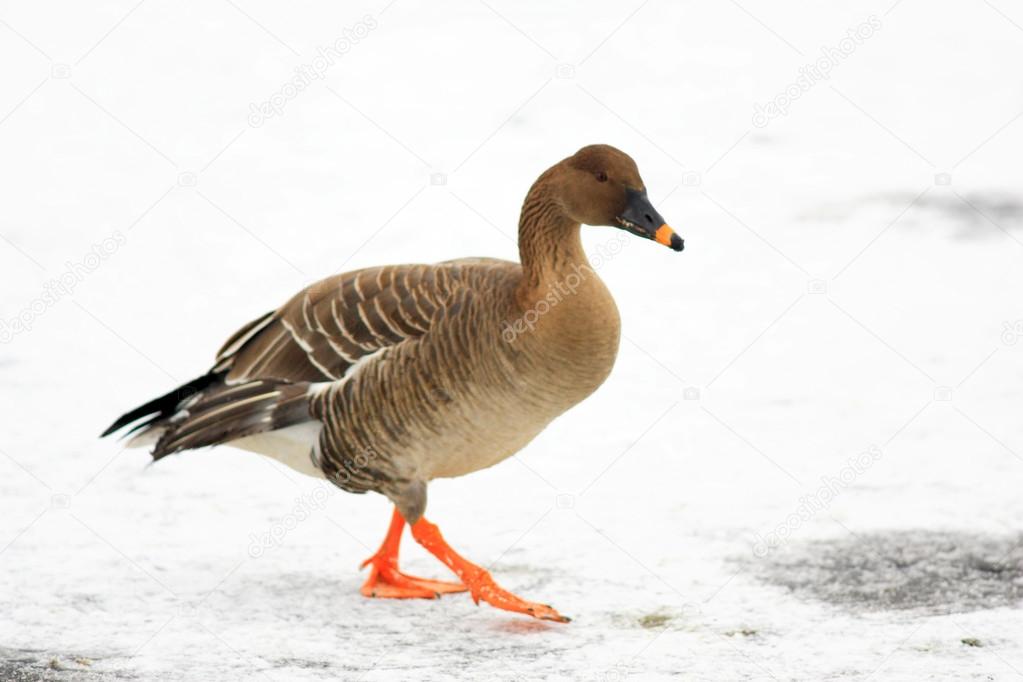 Japanese Goose