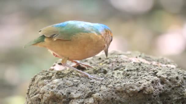Blue-rumped Pitta (Hydrornis soror) in Vietnam — Stock Video ...