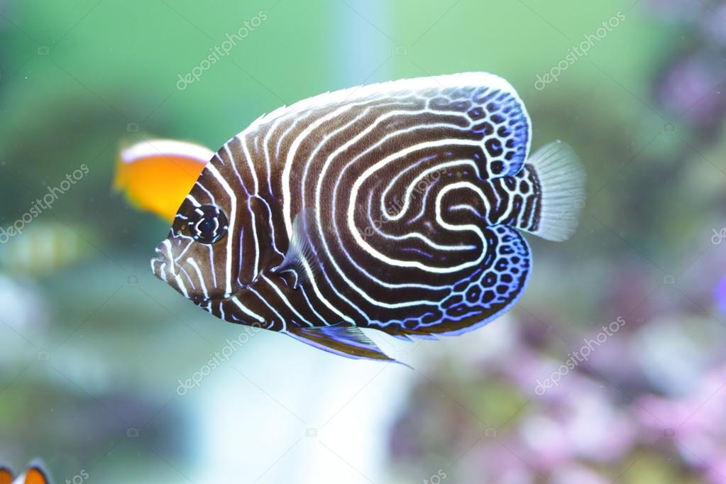 Emperor angelfish (Pomacanthus imperator) young fish — Stock Photo ...