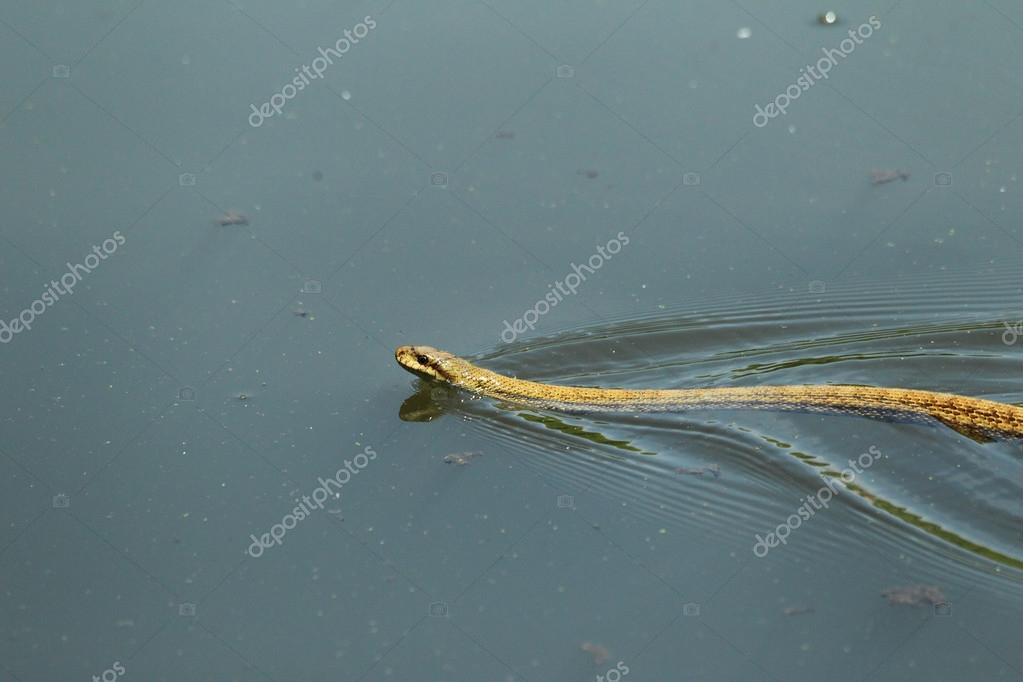 Japanese Rat Snake (Elaphe climacophora) in Japan — Stock Photo ...