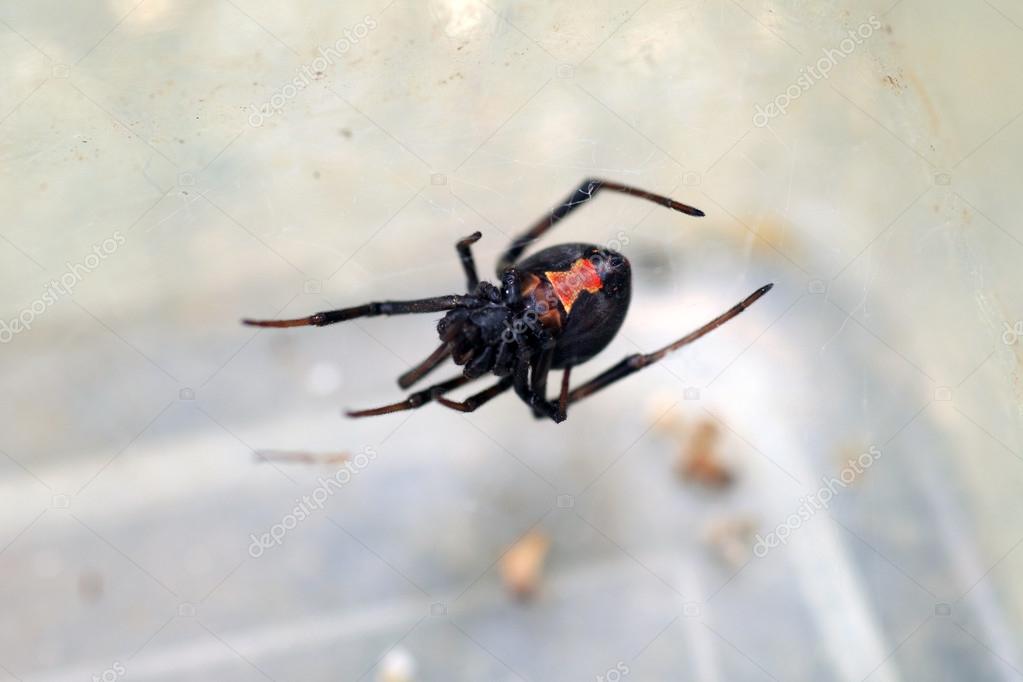 Red-back widow spider (Latrodectus hasseltii) in Japan Stock Photo by ...