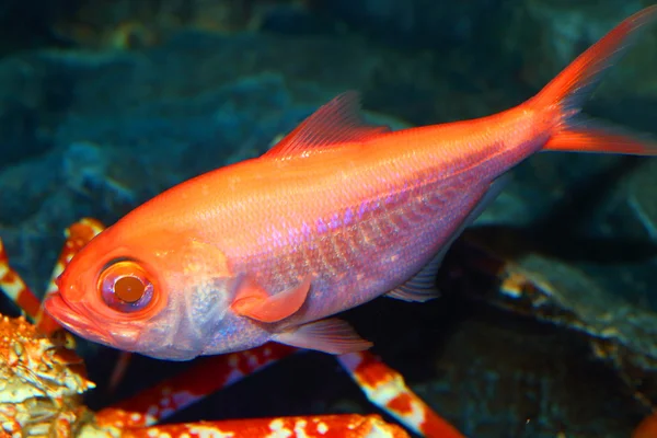 Fotos de Alfonsino, Imagens de Alfonsino sem royalties | Depositphotos