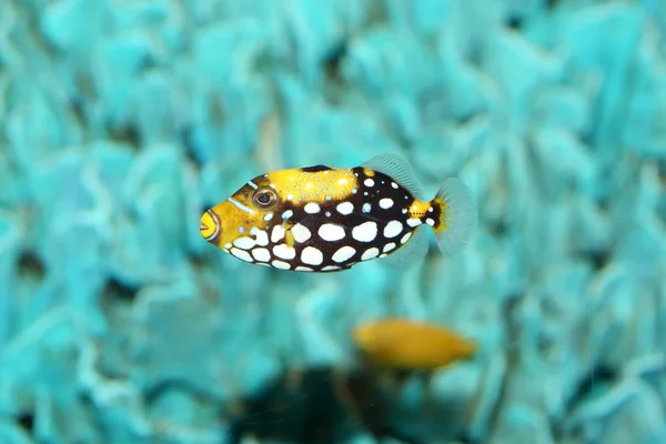 Yellow spotted triggerfish Stock Photos, Royalty Free Yellow spotted ...