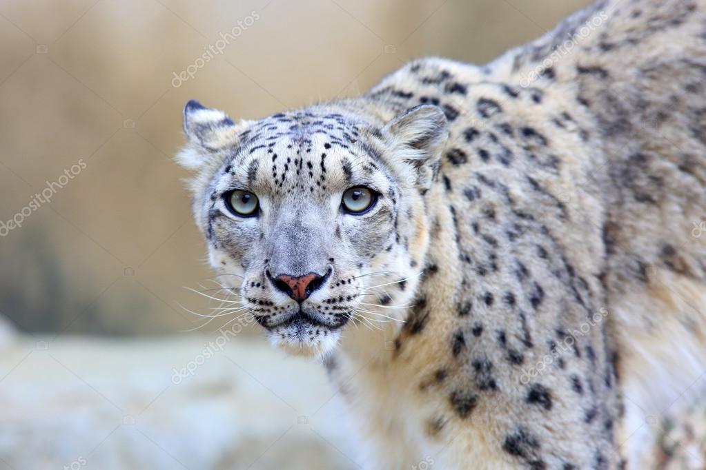 Panthera Uncia Snow Leopard, Panthera Uncia, Also Known As The Ounce
