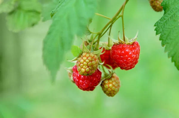 Branch with many raspberries — Stock Photo © wolf139 #29324415